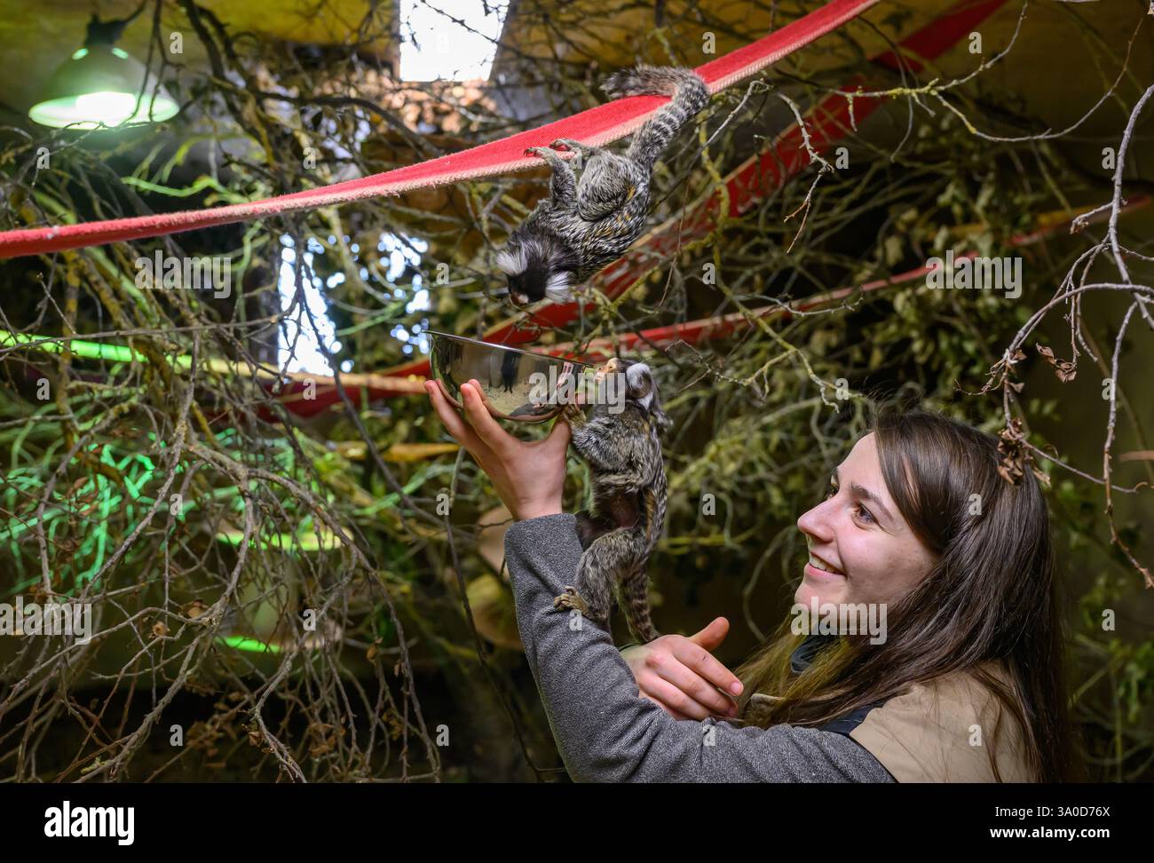 Mittenwalde, Allemagne. 24 février 2025. Michelle Katscher du ...