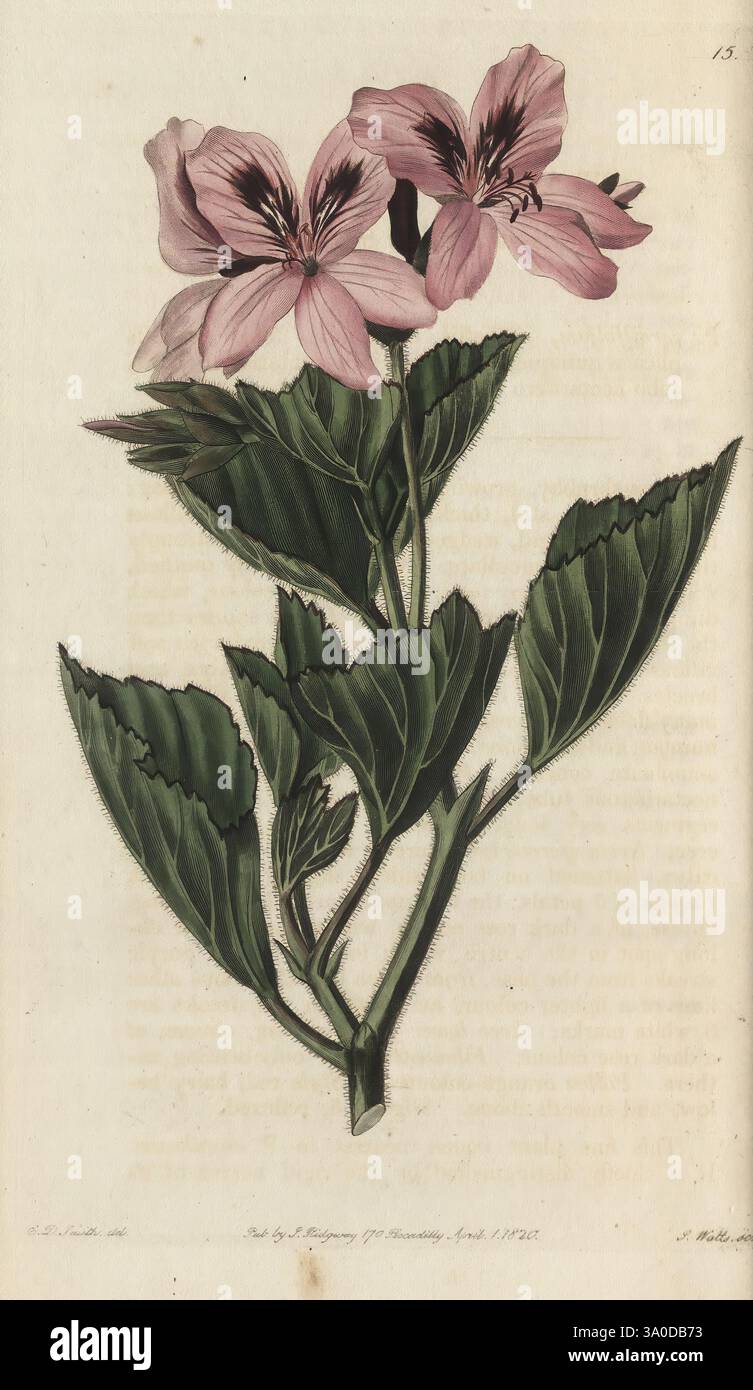 Geraniaceae, Londres, imprimé pour James Ridgway, Piccadilly, 1820-1830 ...