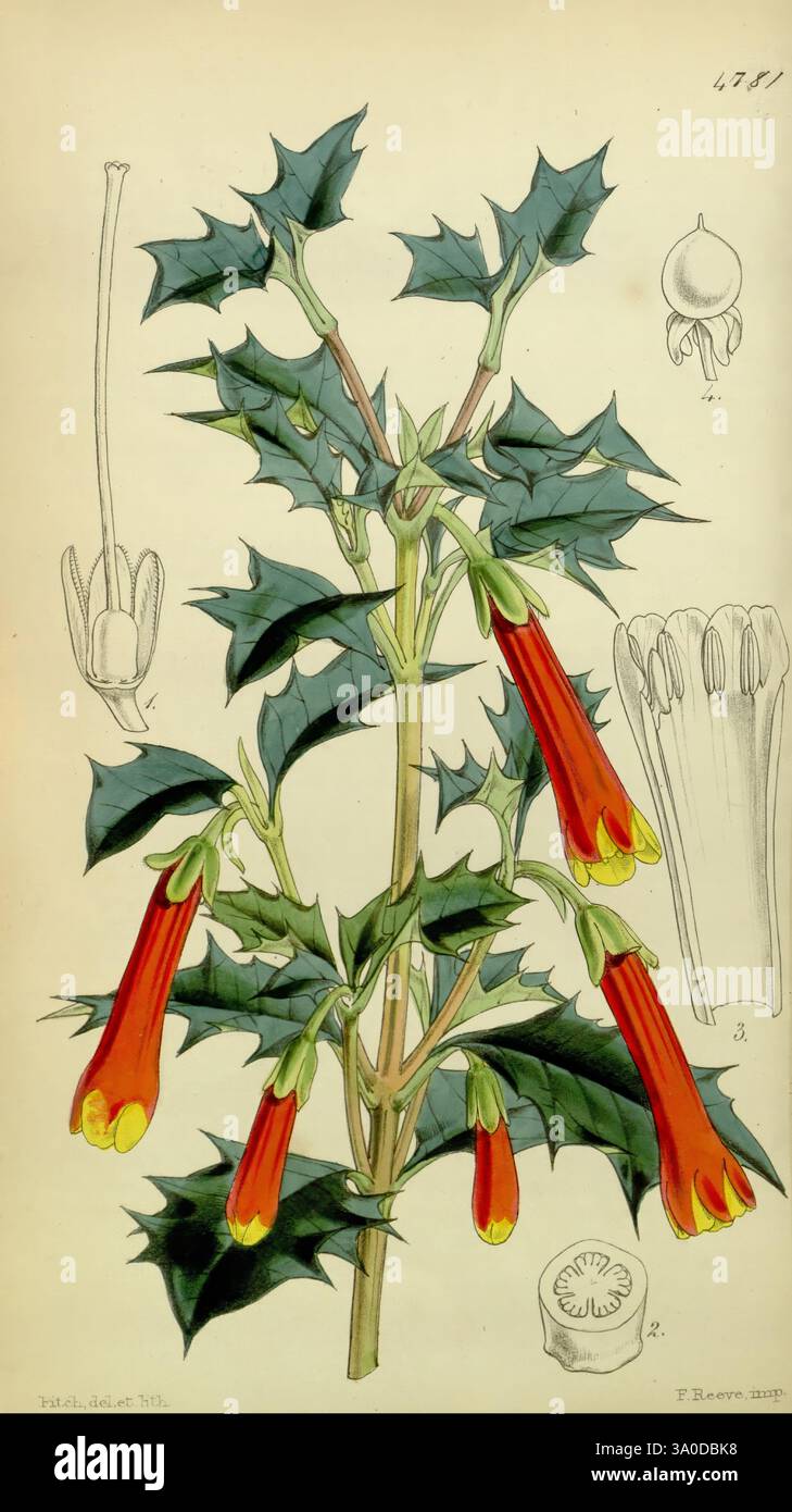 Curtis's Botanical Magazine, Londres, New York, botanique, périodiques ...