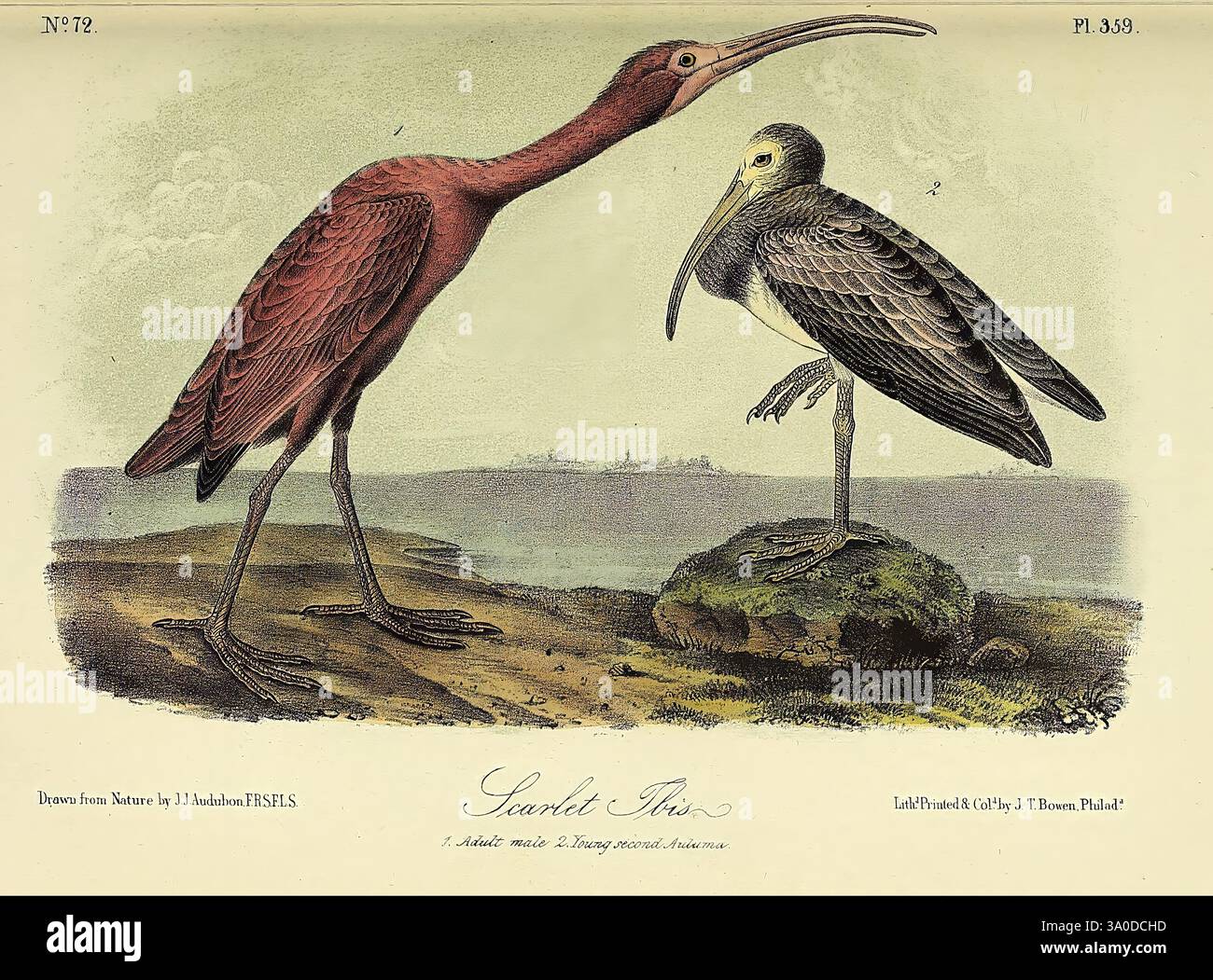 The Birds of America New York G.R. Lockwood 1871 1839 oiseaux Amérique ...