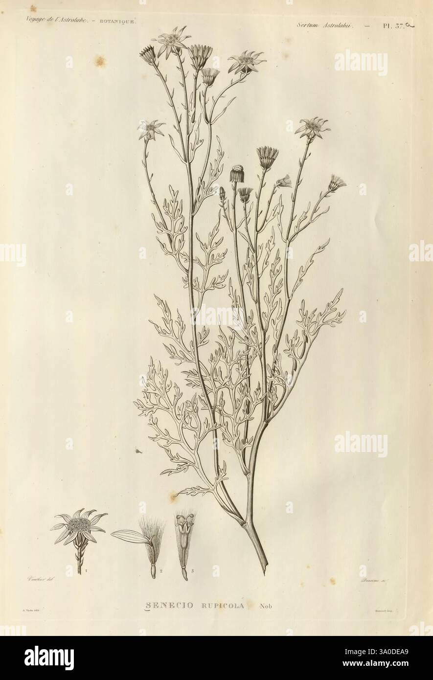 Voyage de la corvette l'Astrolabe, Paris, J. Tastu, 1830-1834., l ...