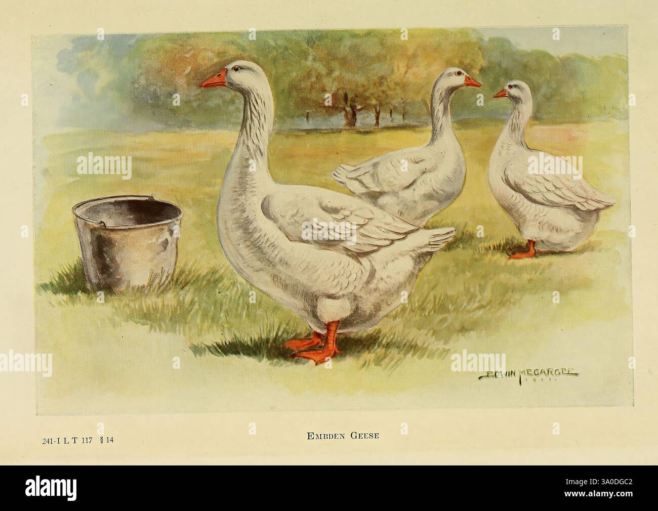 The Book of Poultry, New York, The Macmillan Company, 1921, Poultry ...