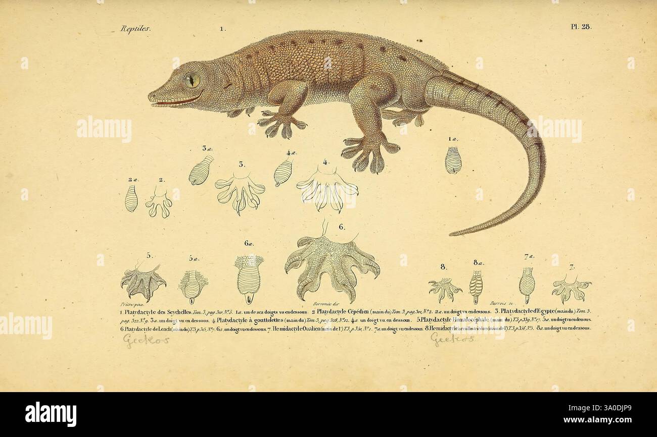 Une illustration détaillée d'un gecko, mettant en valeur ses ...