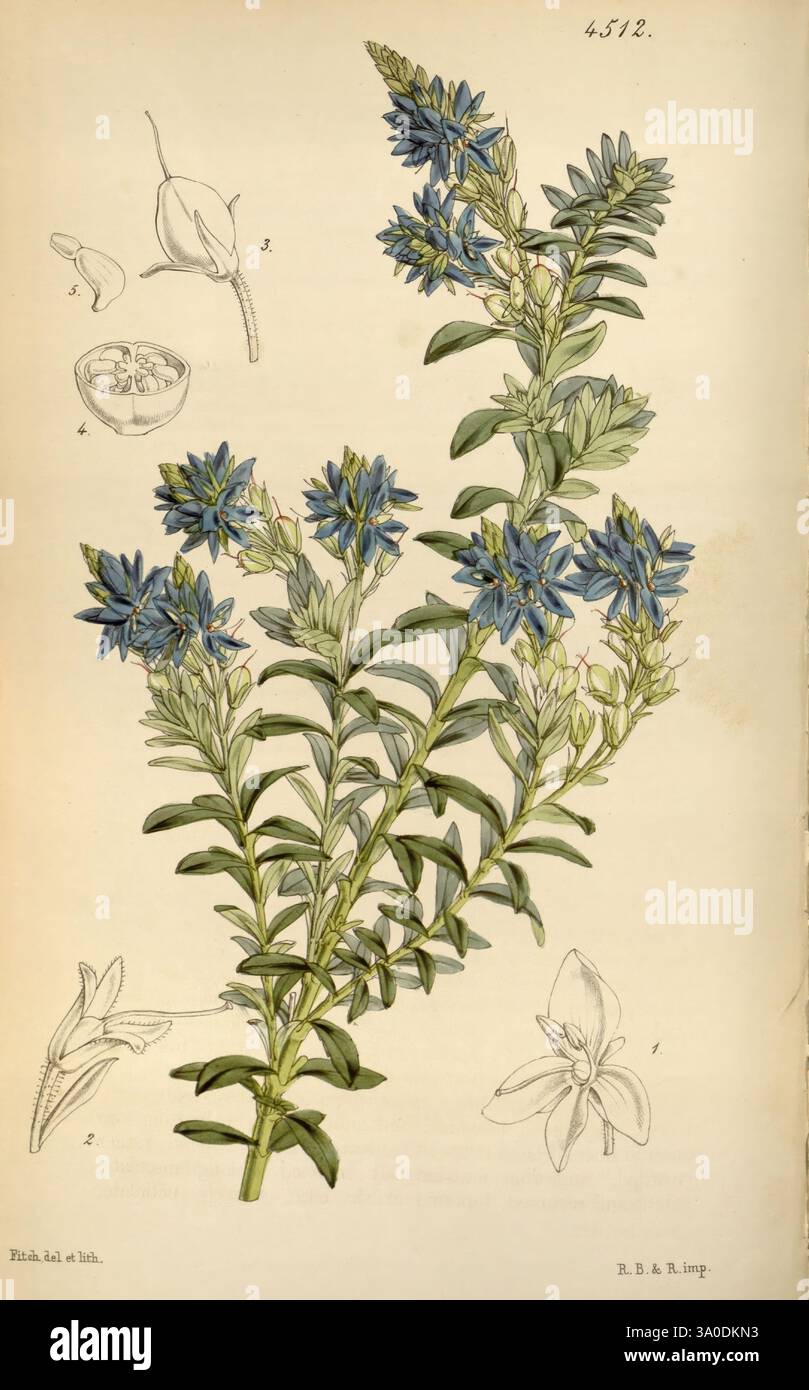 Curtis’s Botanical Magazine, Londres, New York, botanique, périodiques ...