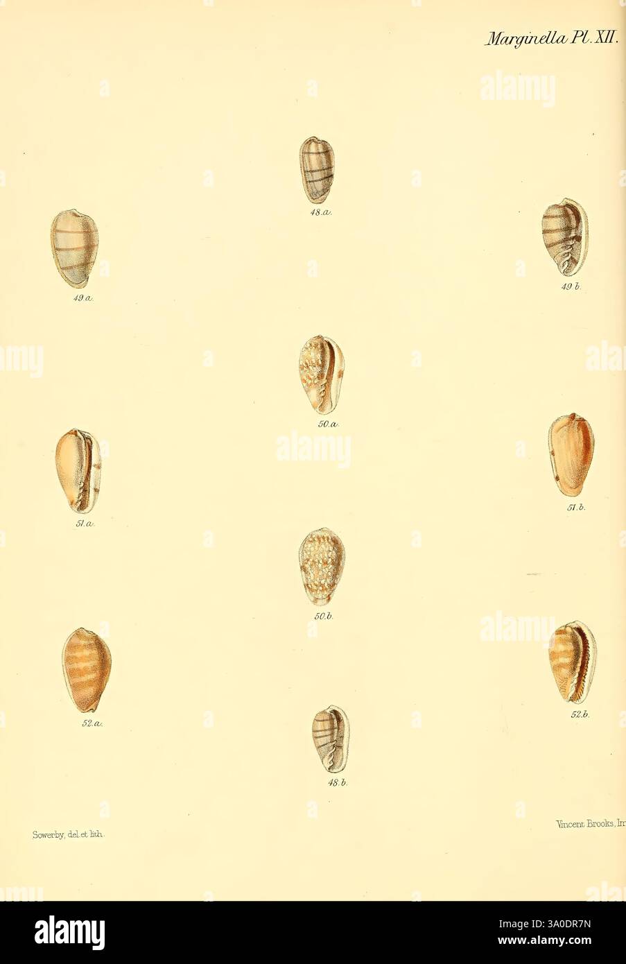 Conchologia Iconica, ou illustrations des coquilles des animaux ...