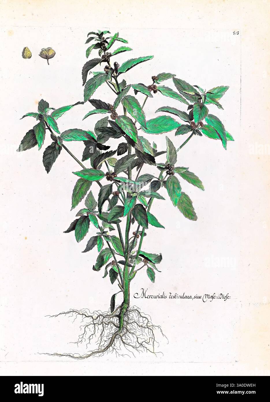 Recueil des plantes dessinées et gravées par ordre du roi Louis XIV ...