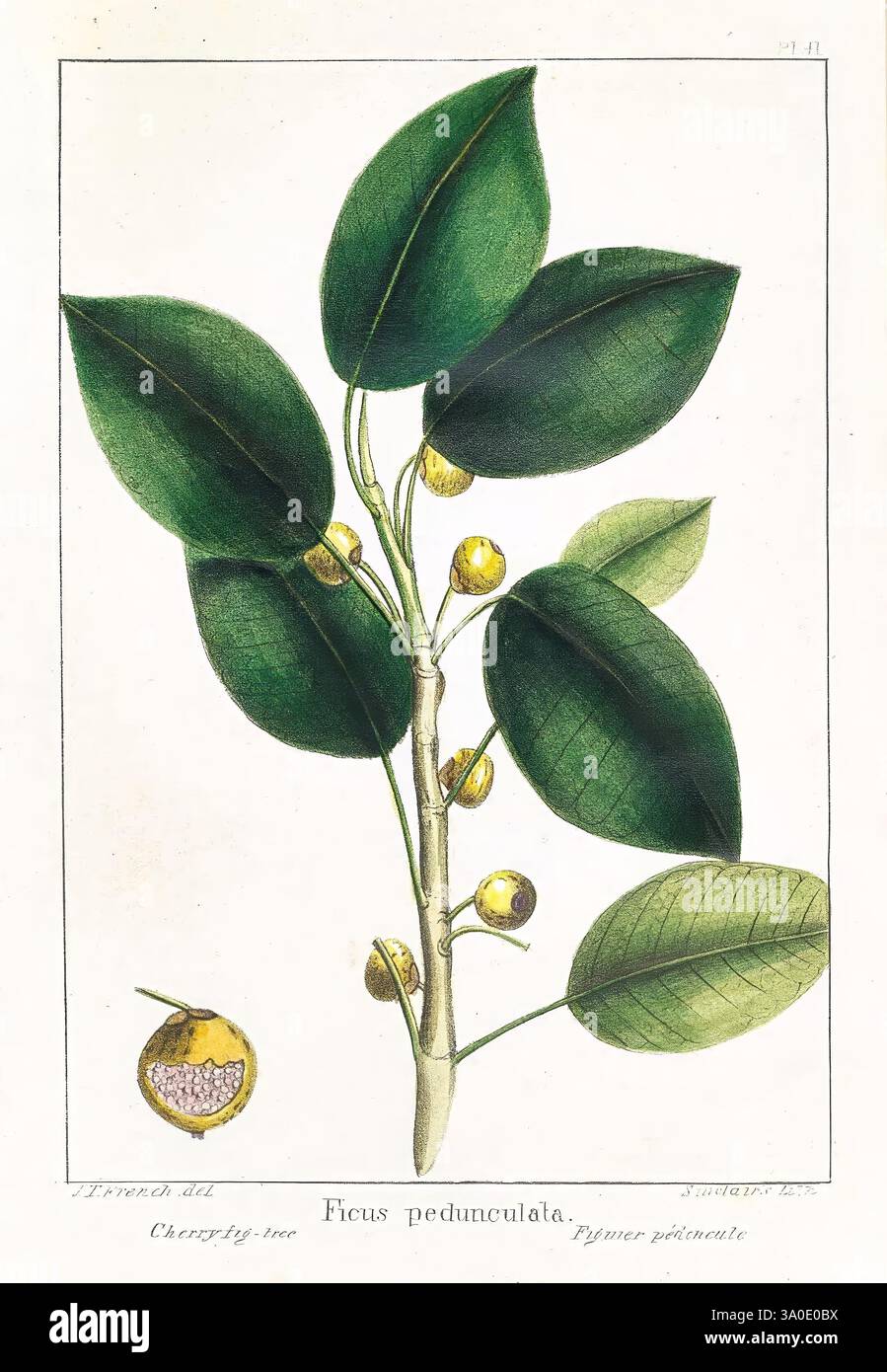 sylva Philadelphia J. Dobson 1841-1849 arbres nord-américains Ficus ...