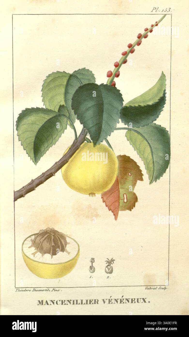 Flore médicale des Antilles, ou, Traité des plantes usuelles, Paris ...