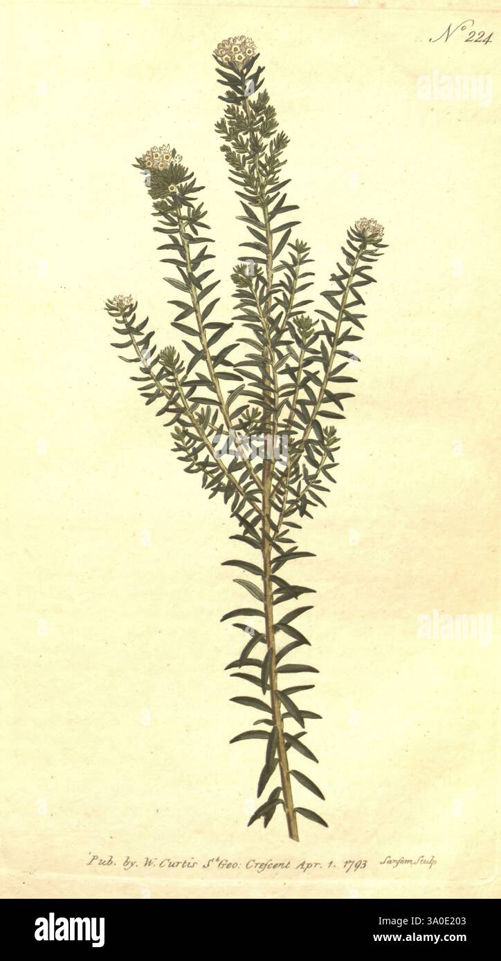Le magazine botanique, ou jardin de fleurs, 1790-1800, botanique ...