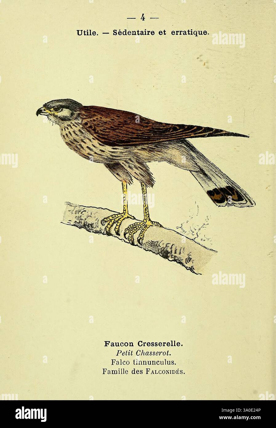 Atlas de poche des oiseaux de France, Suisse, et Belgique, utiles ou ...