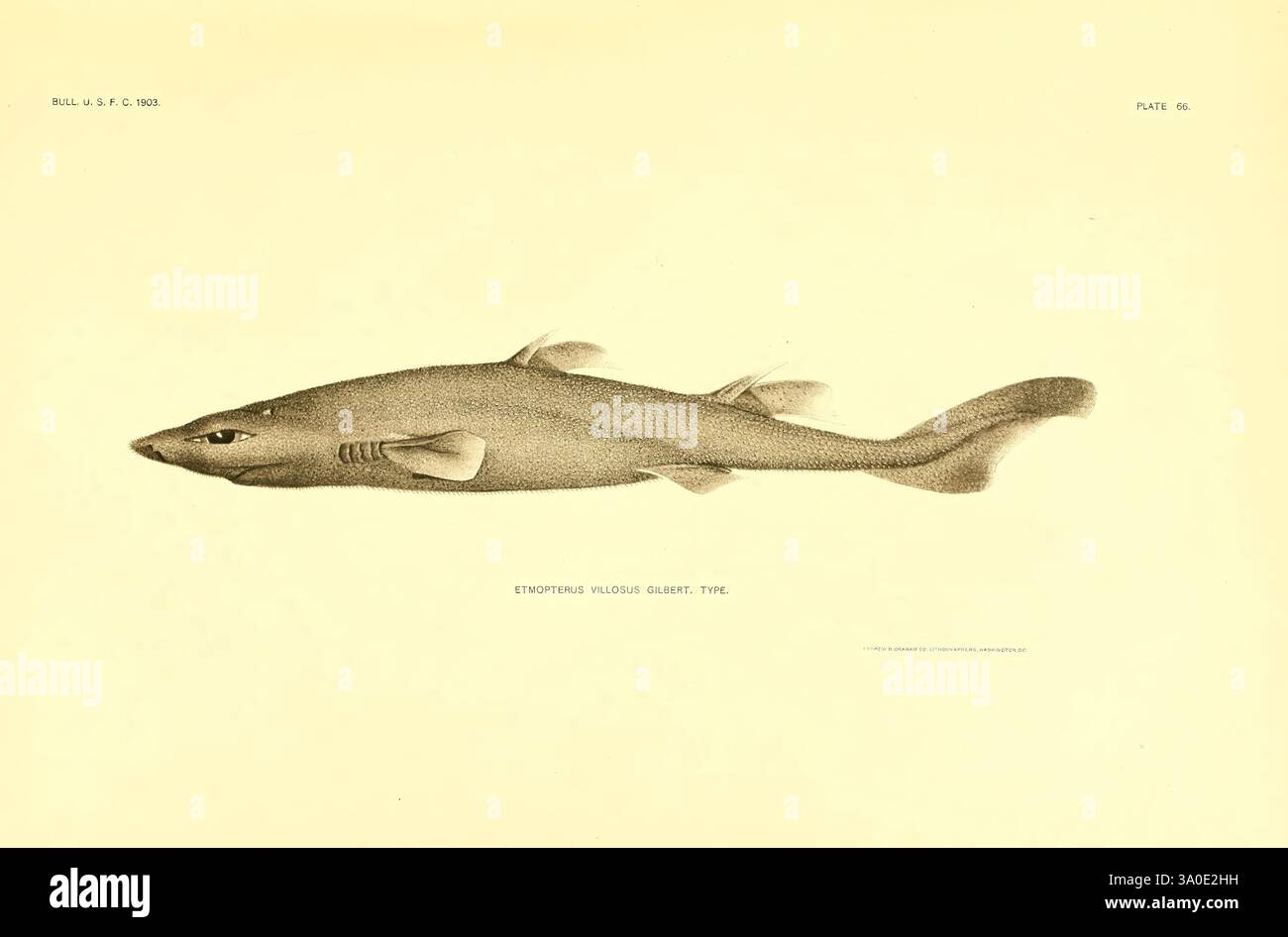 Espèces de requins Banque de photographies et d’images à haute ...