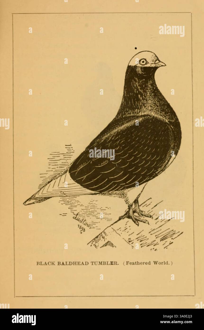 Le Pigeon Standard Boston C.E. Twombly [c1900] pigeons, Une ...