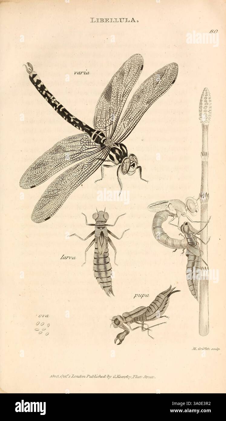 Zoologie générale, ou histoire naturelle systématique, Londres, imprimé ...