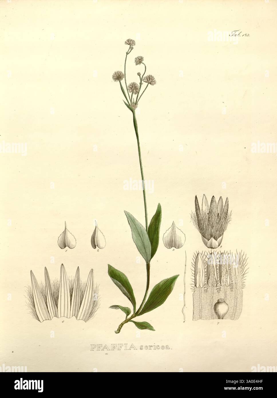 Nova Genera et Species Plantarum, Monachii [Munich], Impensis Auctoris ...