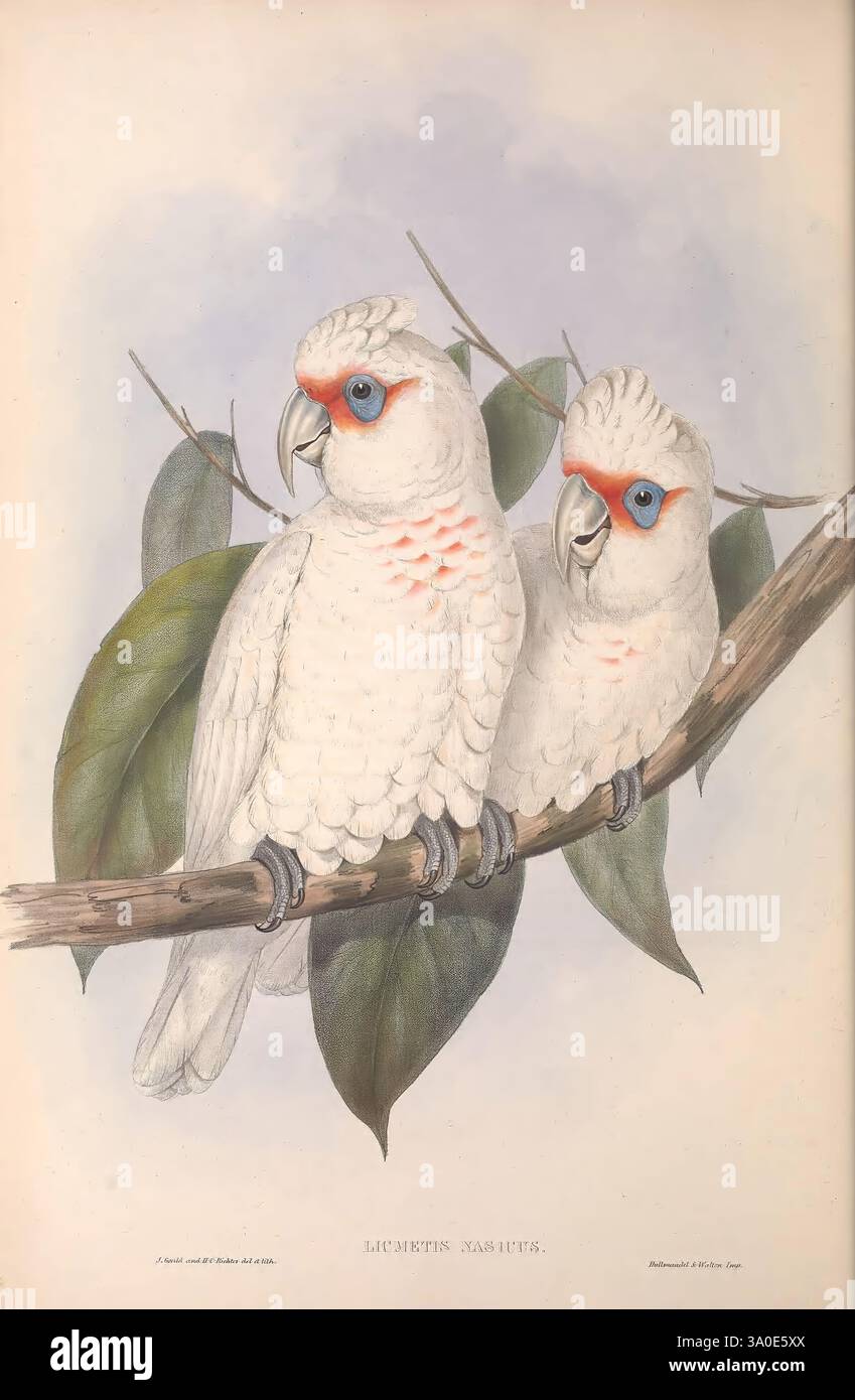 Les oiseaux d'Australie Londres imprimé par R. et J. E. Taylor pub par ...