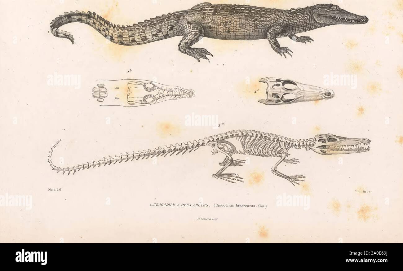 Le règne animal distribué d'après son organisation Paris, 1836-1849 ...