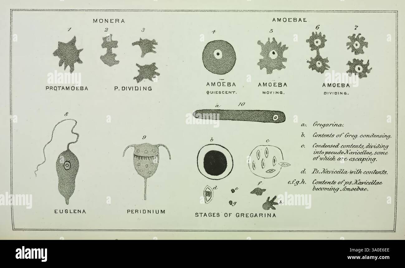 Evolution of Life, Philadelphie, 1873., cette illustration présente ...