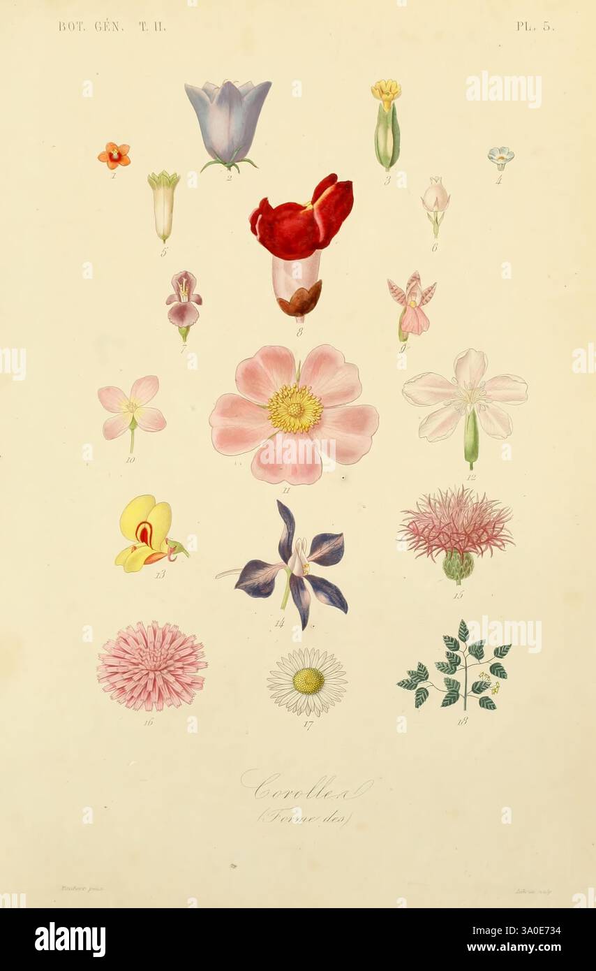 Le règne végétal, Paris, L. Guérin, 1870-72, biobibliographie ...