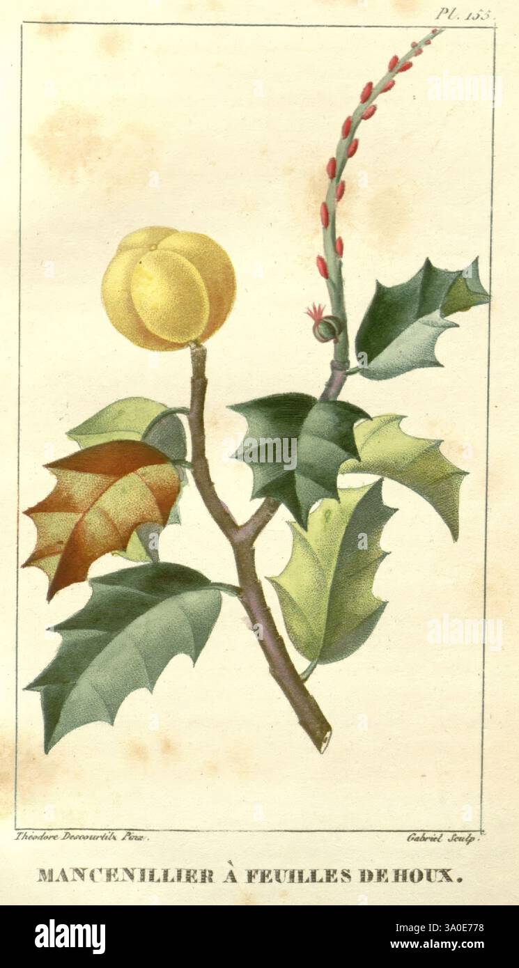 Flore médicale des Antilles, ou, Traité des plantes usuelles, Paris ...