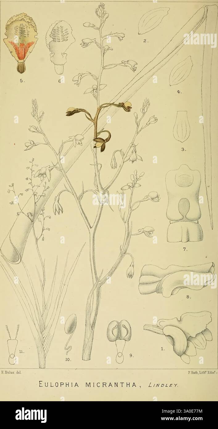 Icones Orchidearum Austro-Africanarum Extra-Tropicarum, London, W ...
