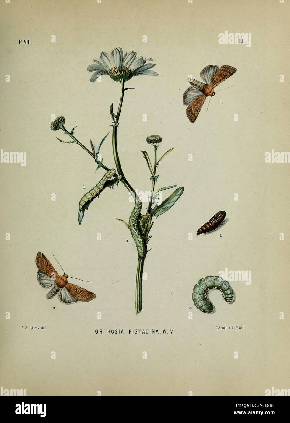 Beschouwing der Wonderen Gods, Amsterdam, J.C. Sepp, 1762-1860 ...