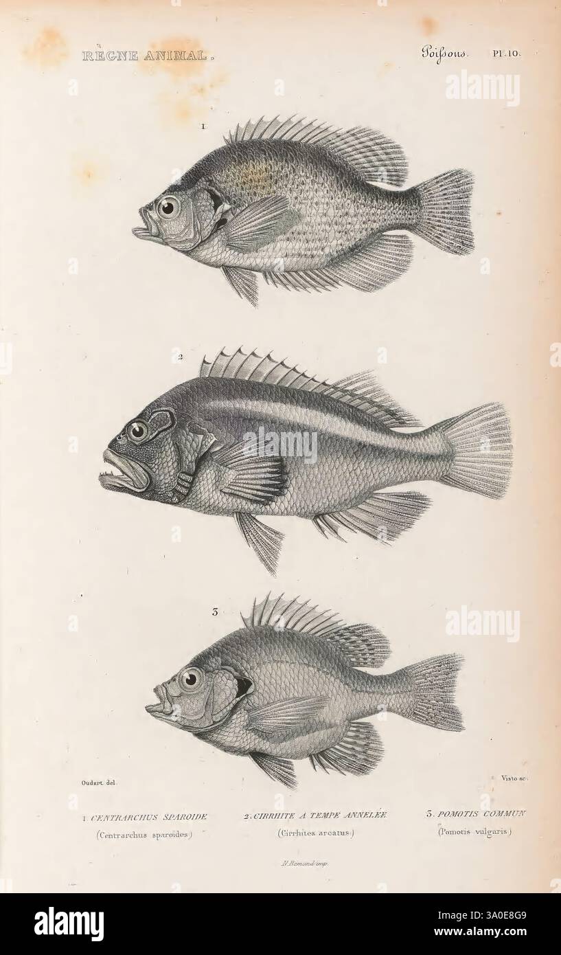 Le règne animal distribué d'après son organisation, Paris, 1836-1849 ...