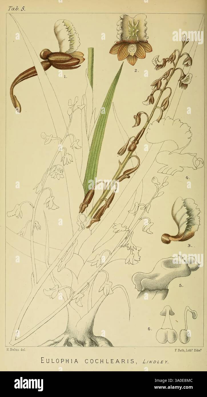 Icones orchidearum austro-africanarum extra-tropicarum, Londres, W ...