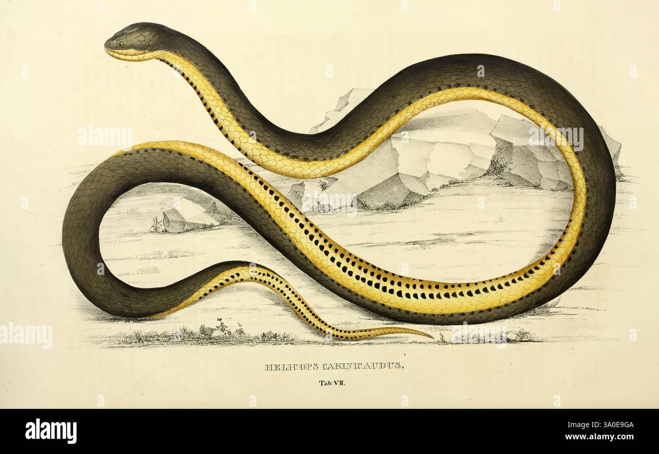 Descriptiones et icones amphibiorum Monachii, Stuttgartiae et Tubingae ...