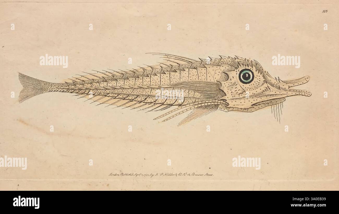 The Naturalist's Miscellany, or Coloried figures of Natural objects ...
