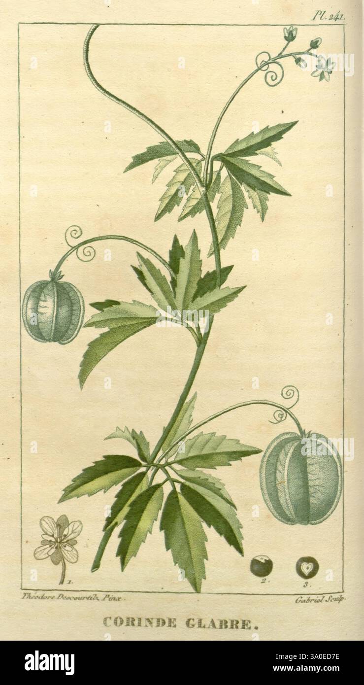 Flora médicale des Antilles ou, Traité des plantes usuelles, Paris ...