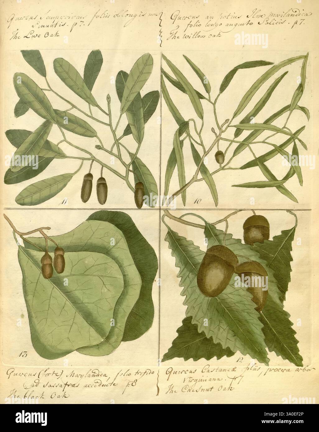 Hortus Europae americanus, ou Une collection de 85 arbres et arbustes ...