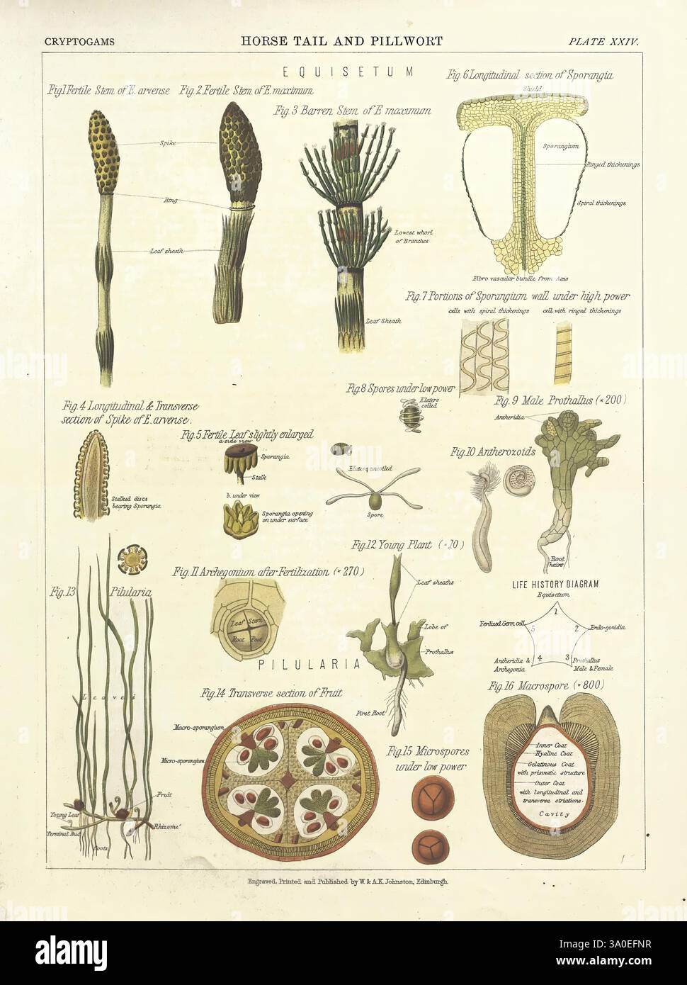 The Botanical atlas, New York, The Century Co, 1883, botanique ...