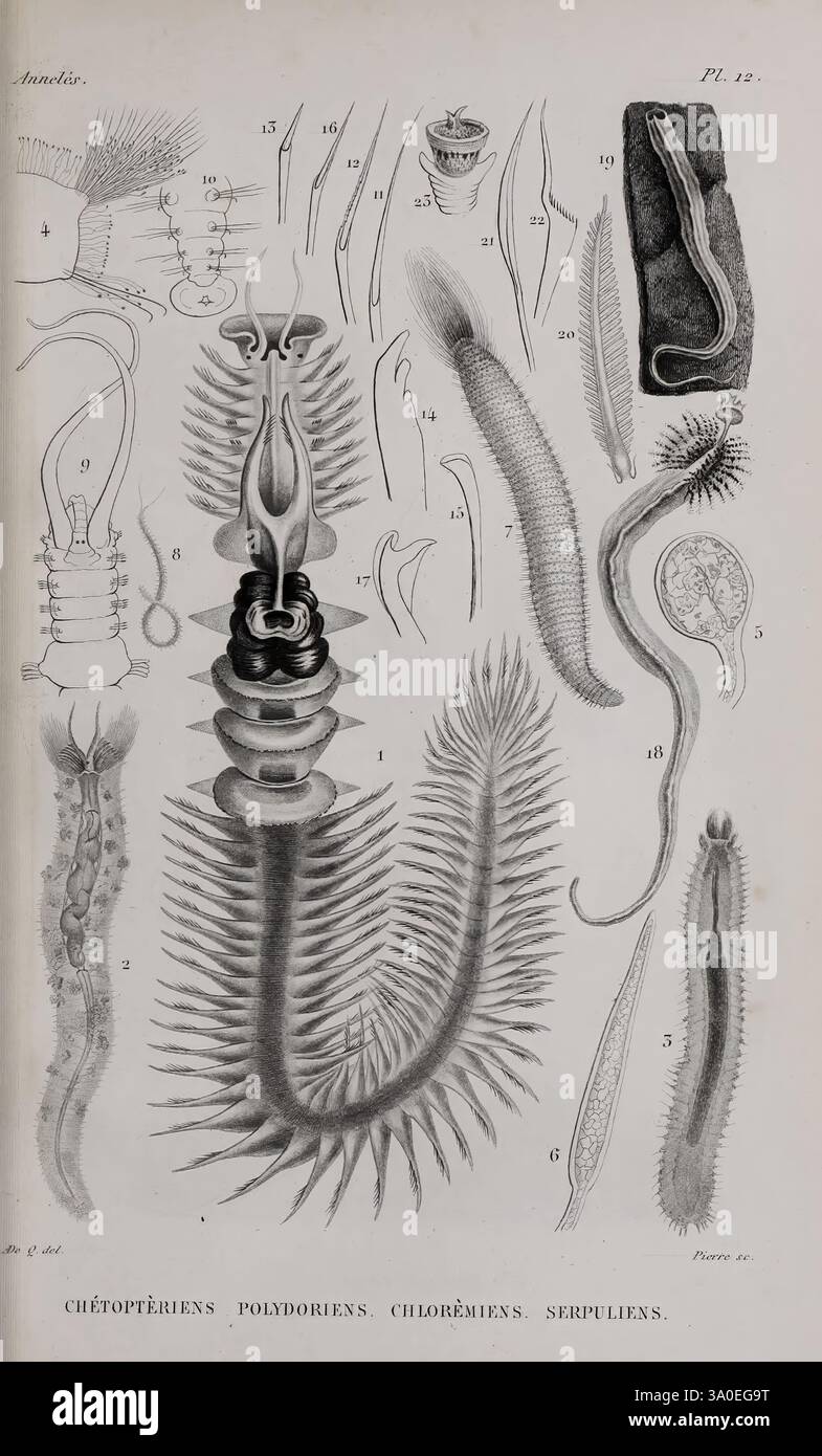 Histoire naturelle des annelés marins et d'eau douce, Paris, librairie ...