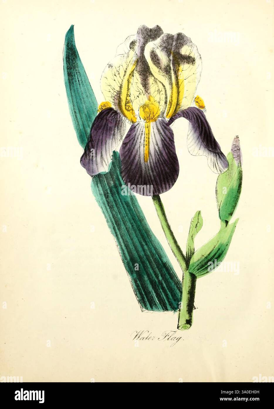La flore américaine, New York, Hull & Spencer, 1855, plantes, Amérique ...
