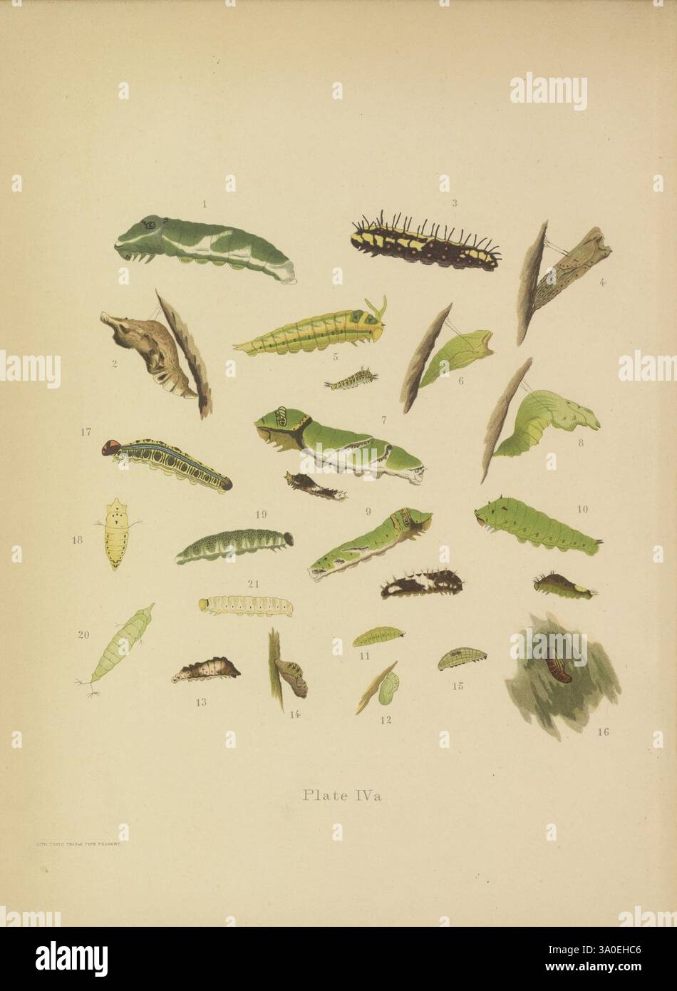 Papillons de Hong Kong, Hong Kong, Kelly & Walsh, 1907, papillons ...