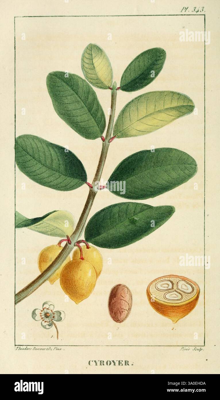 Flore pittoresque et médicale des Antilles, Paris, Pichard, 1821-1829 ...