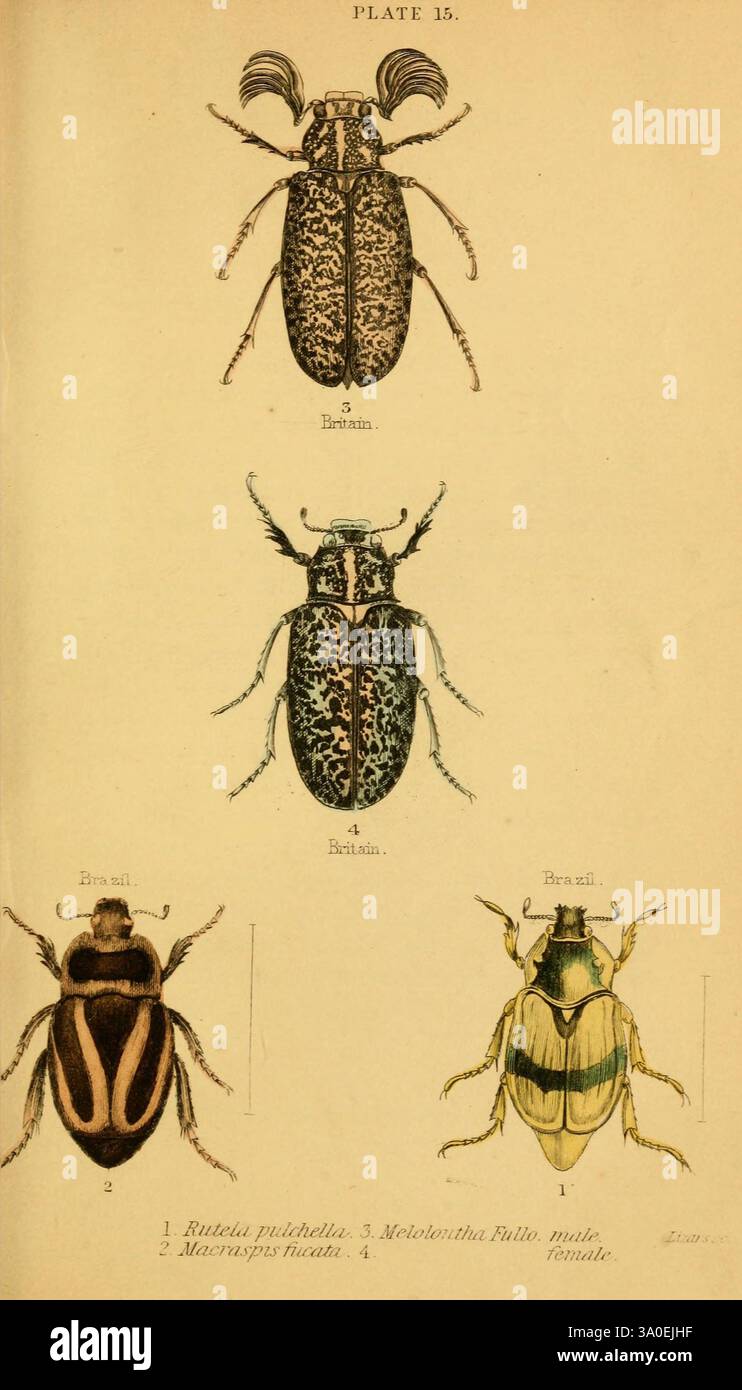 The Natural history of Beetles, Edinburgh, Henry G. Bohn, 1852., cette ...