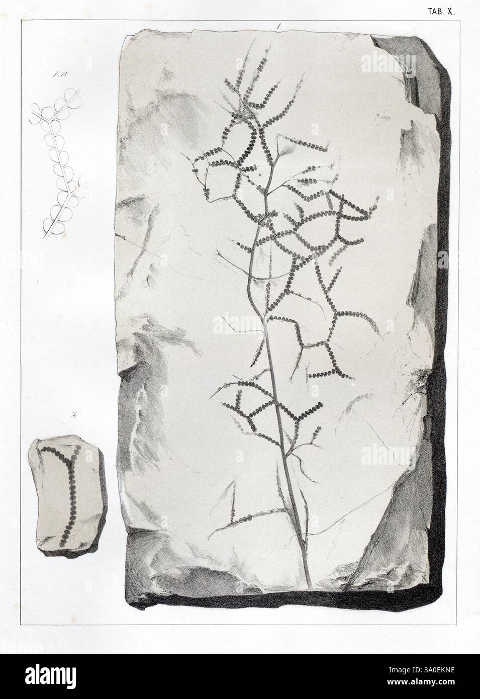 Flora, fossilis, formationis, oolithicae, Padoue, astuce. Del Seminario ...