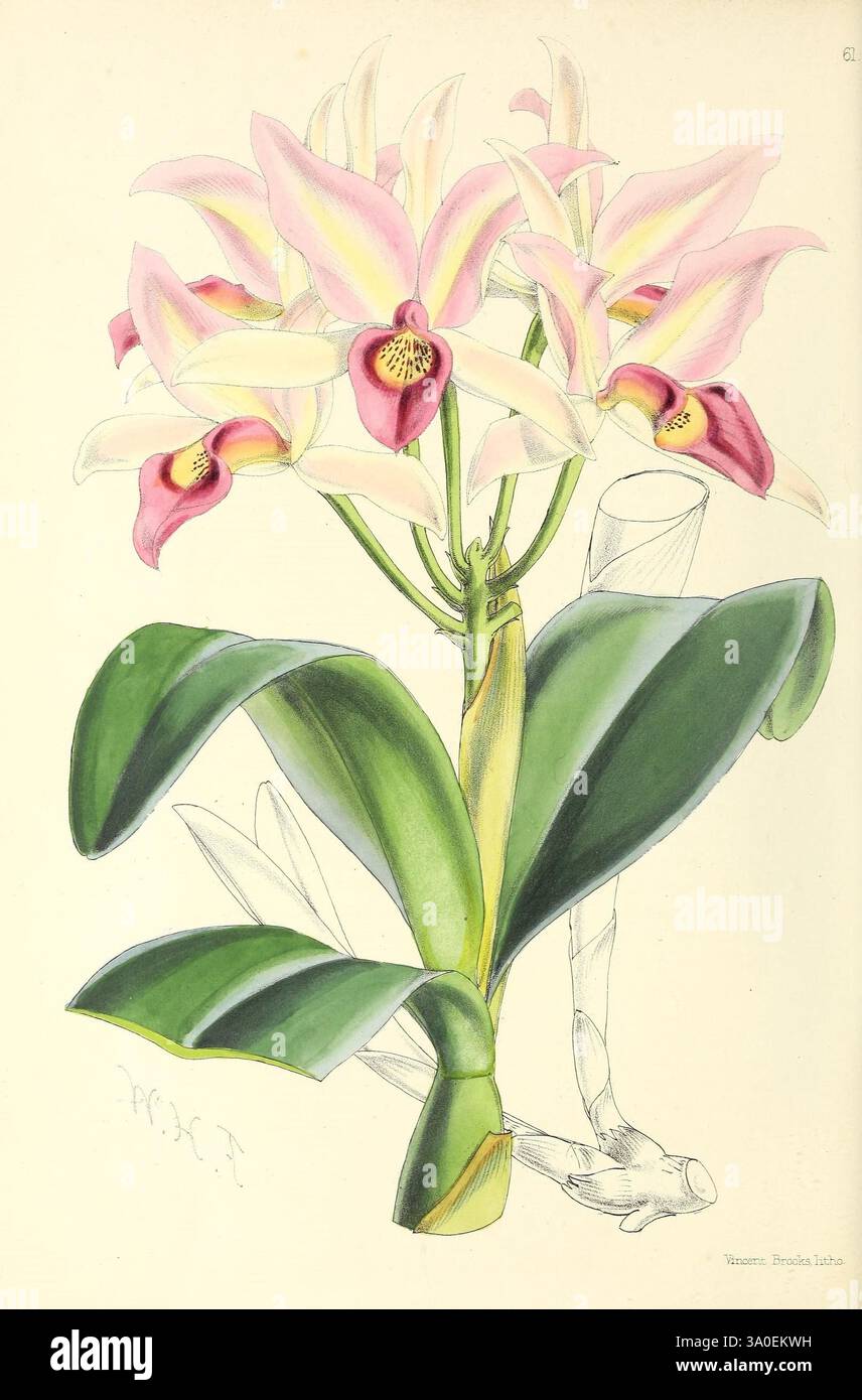 Le magazine floral, Londres, L. Reeve & Co, jardinage floral, fleurs ...