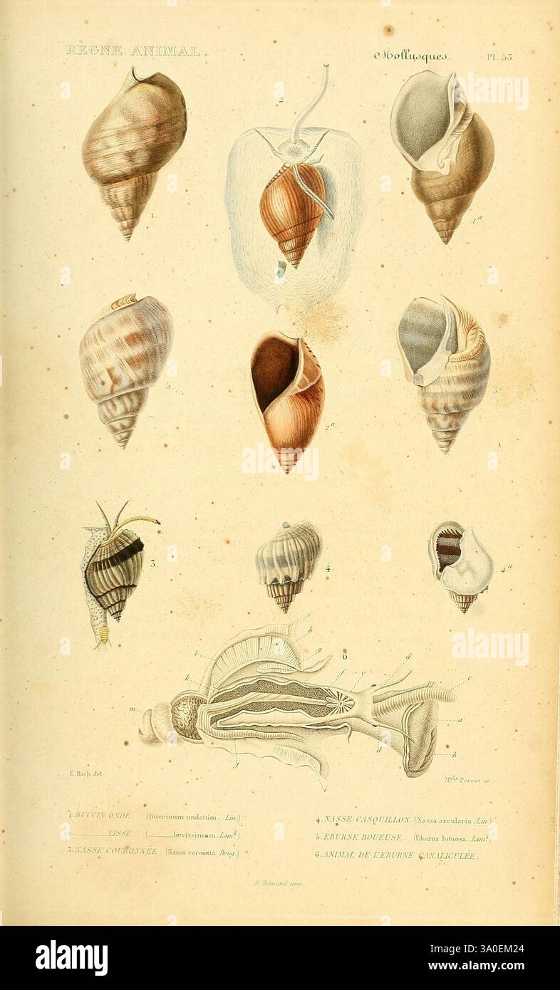 Les mollusques, Paris, 1836-1845, classement, mollusques, œuvres ...