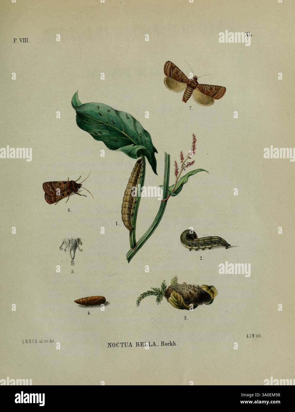 Beschouwing der Wonder Gods Amsterdam J.C. Sepp 1762-1860 entomologie ...