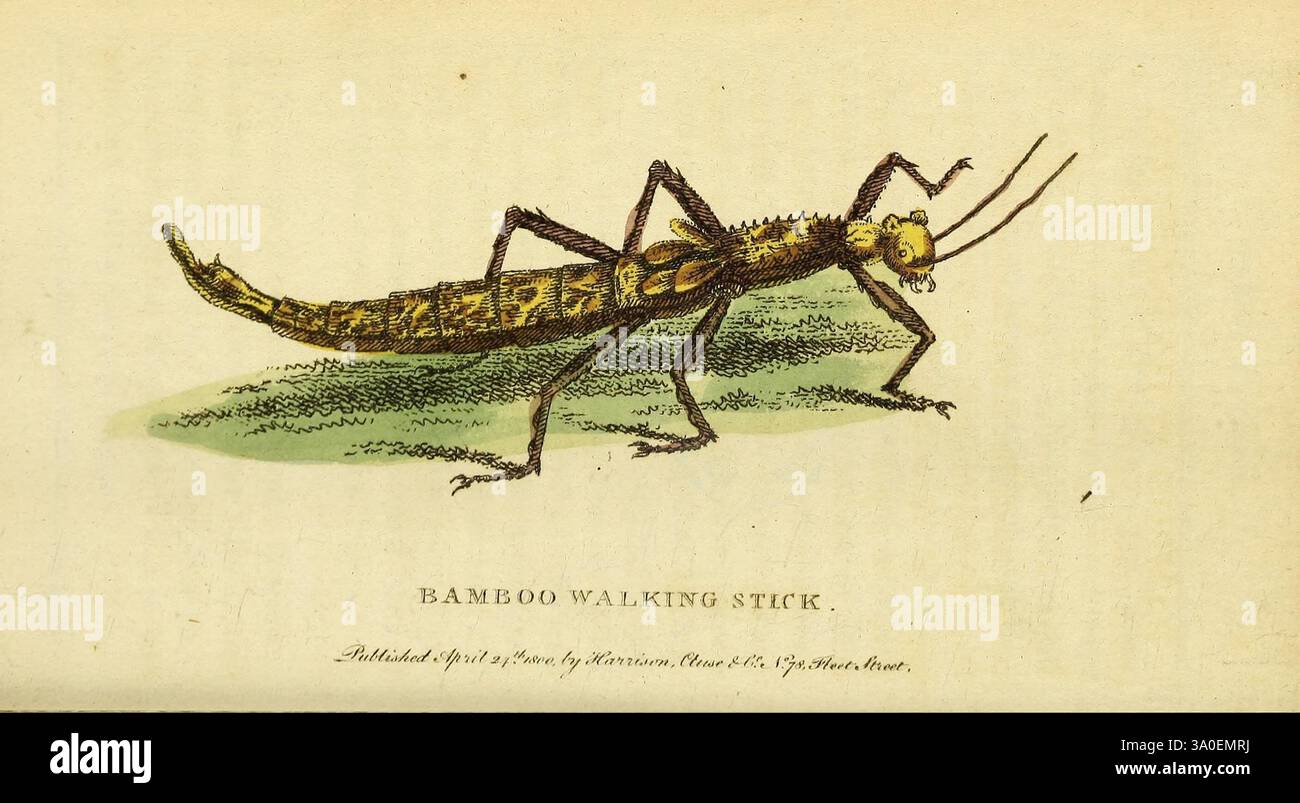How to do a walking stick bamboo Banque de photographies et d’images à ...