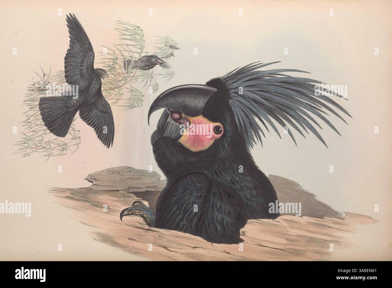 The Birds of Australia supplément [1851]-1869 Australie oiseaux œuvres ...