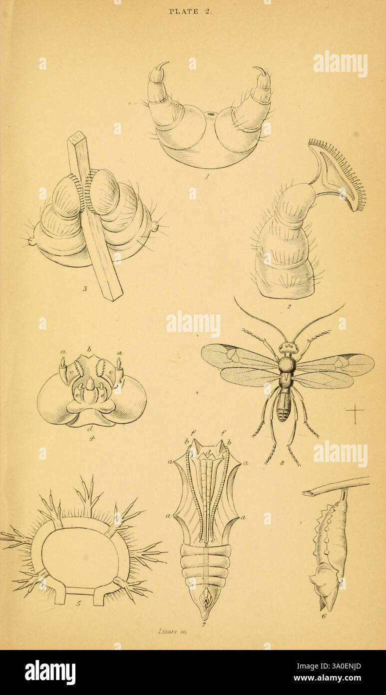 The Natural history of British Butterflies, Dublin, S. Highley, 1840 ...
