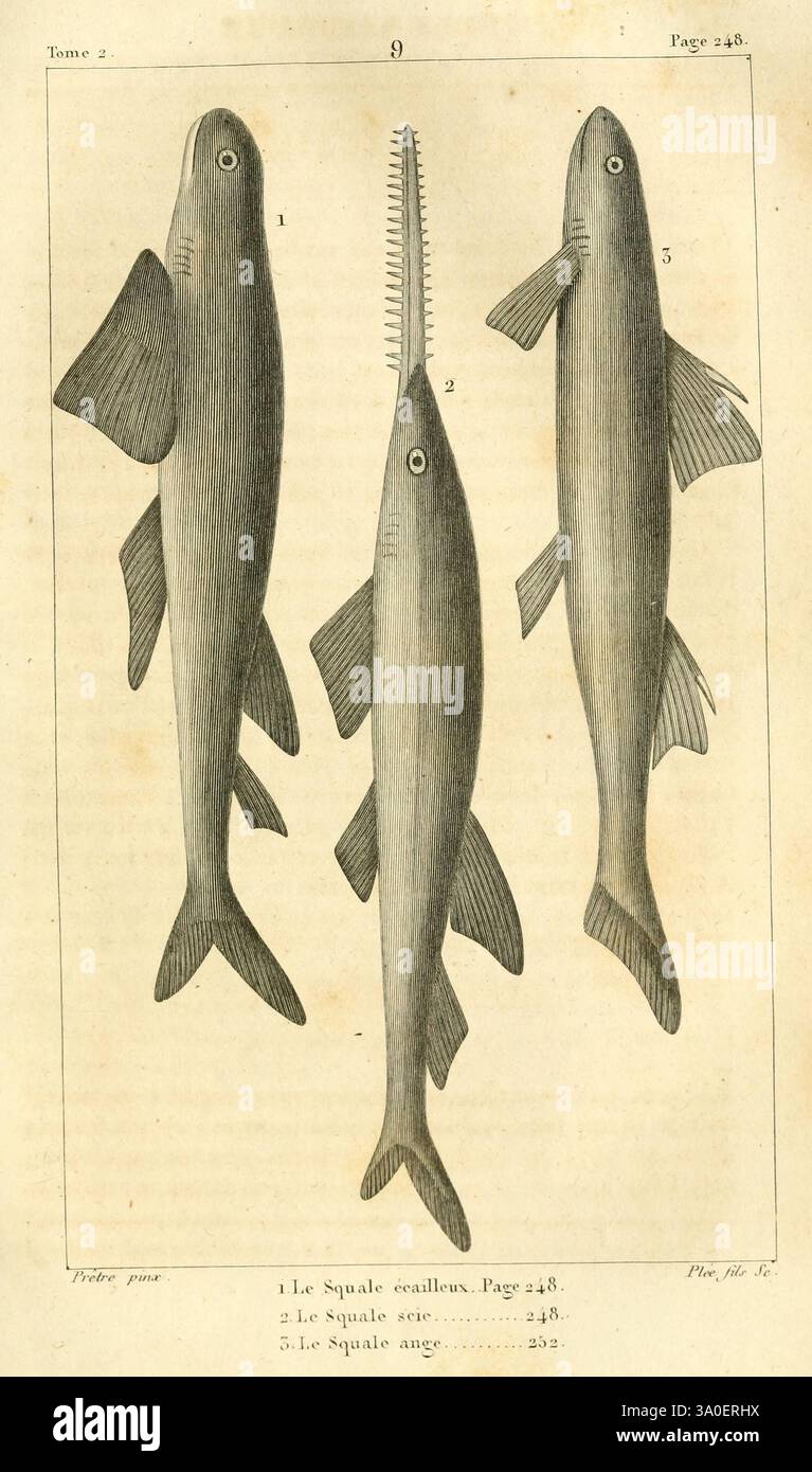 Histoire naturelle des quadrupèdes-ovipares, Paris, Rapet, 1819, Shark ...