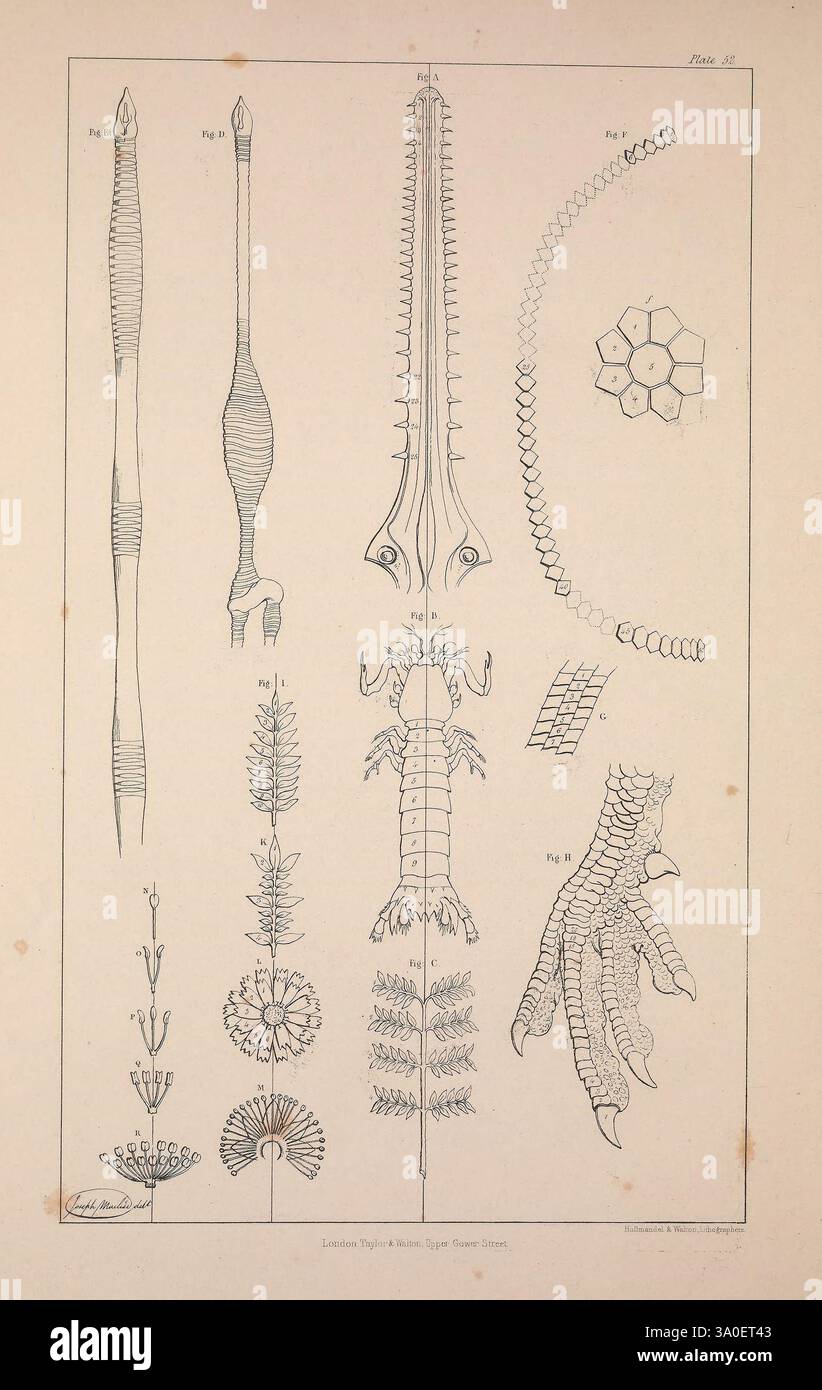 Ostéologie comparée London Taylor et Walton 1847 os, l'illustration ...