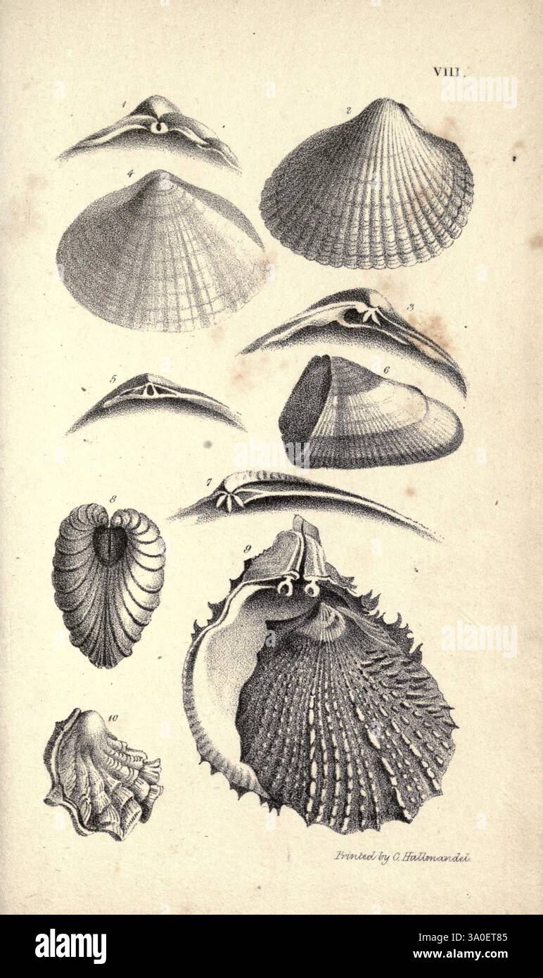 Lessons on Shells London R. B. Seeley W. Burnside 1838, Une collection ...