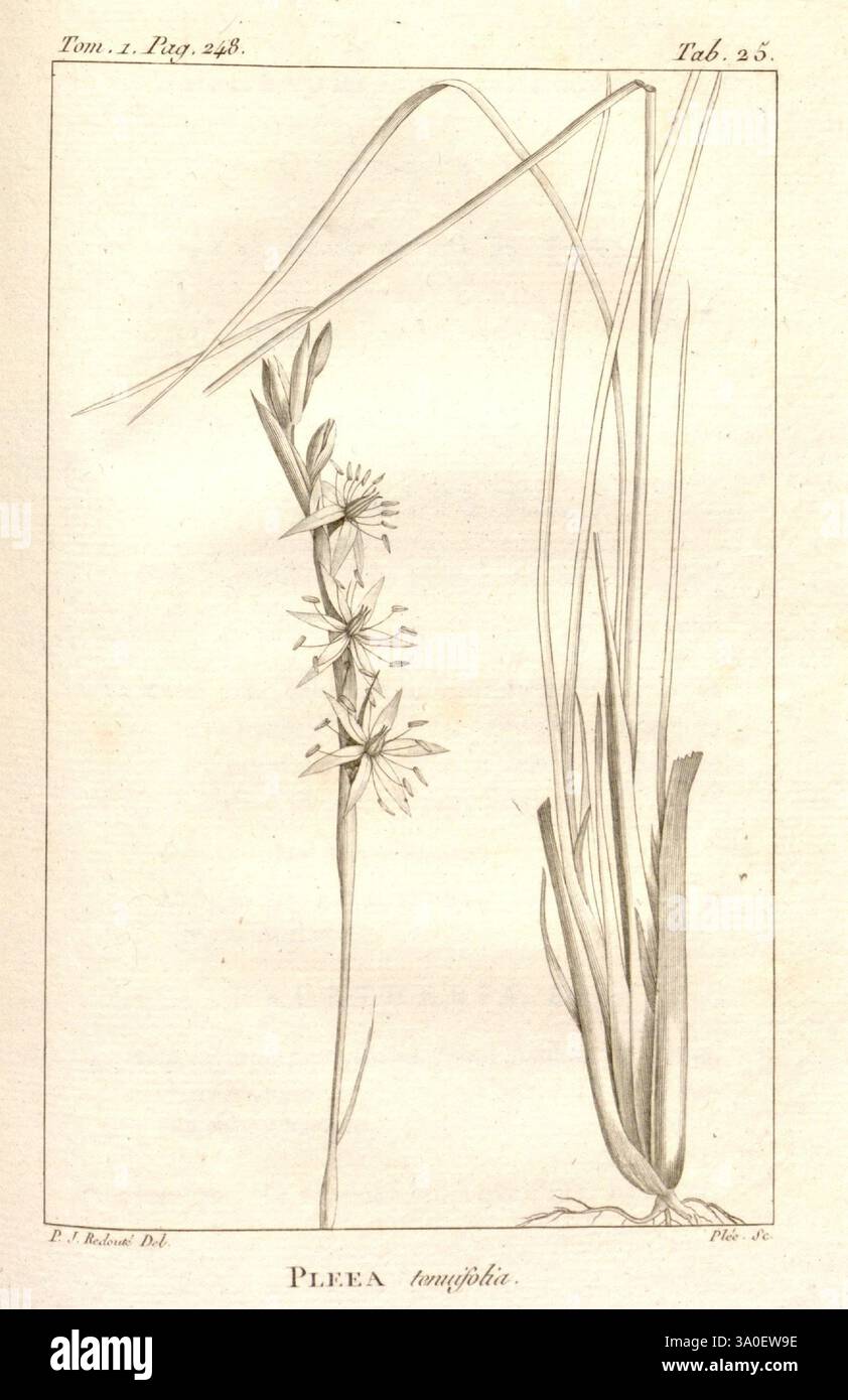 Flora Boreali-Americana Paris Argentorati Levrault 1803 Amérique du ...