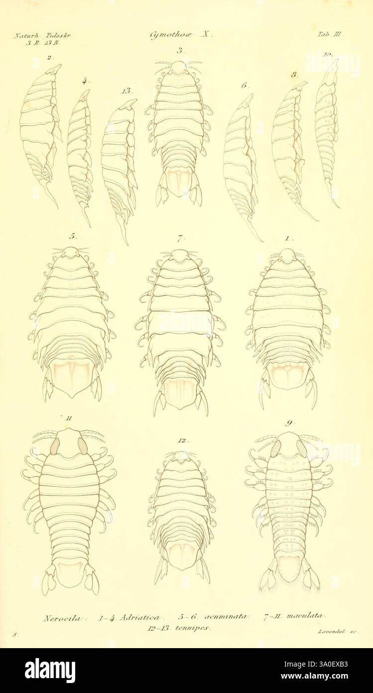 Symbolæ ad monographiam, Cymothoa, Crustacea, Isopoda, familiae, Hauniæ ...