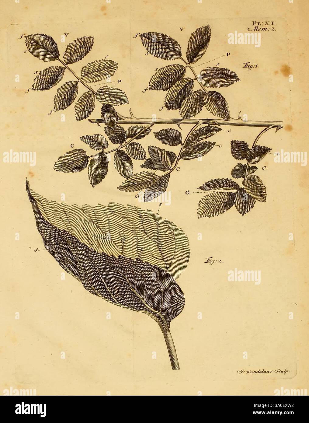 Recherches sur l'usage des feuilles dans les plantes Göttingen E. Luzac ...